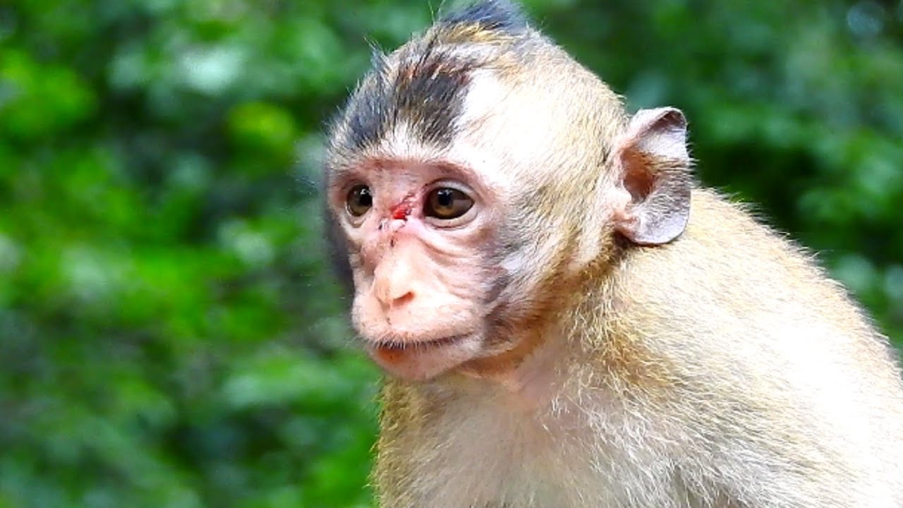 So Poor and Pitiful Wild Broken Head Baby Monkey, Wound much better now ...