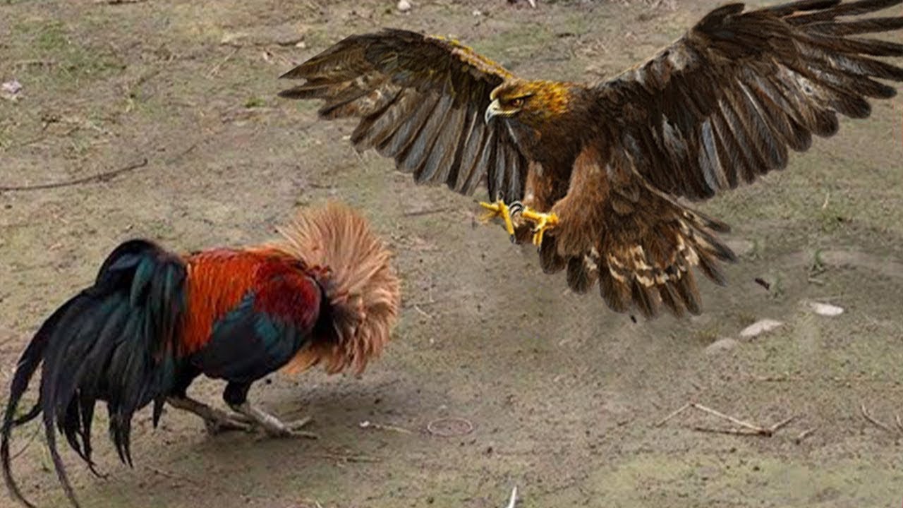 Incredible! Courageous Rooster Confronts Evil Hawk To Protect Chicks ...