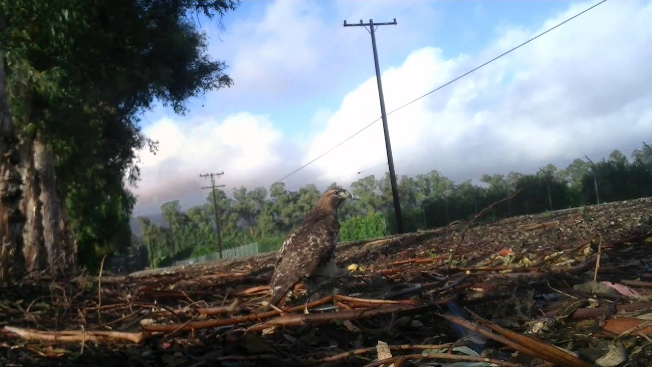 Red Tailed Hawk Trapping Falconry Bal-Chatri Trap - YouTube