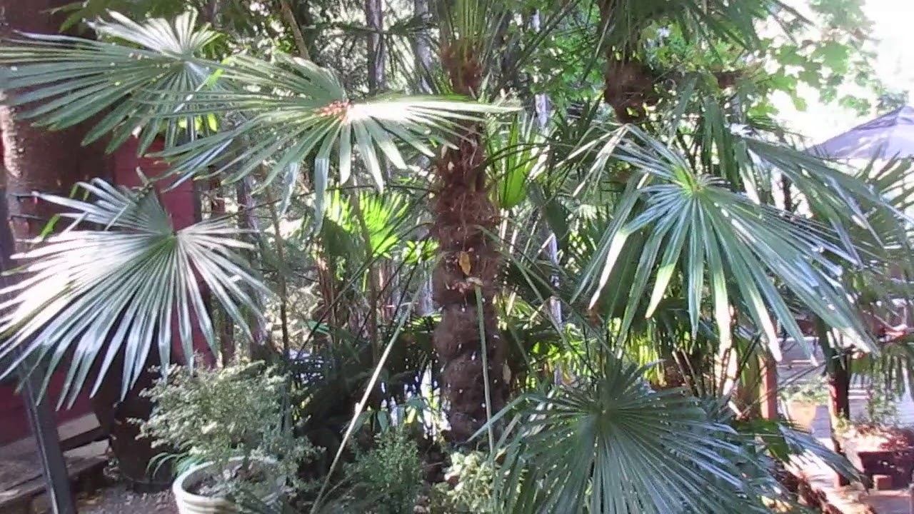 Shade Grown Palm Tree full of Fronds - YouTube