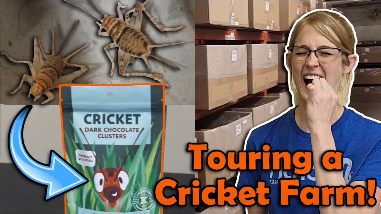 Touring a Cricket Farm! - Go IT