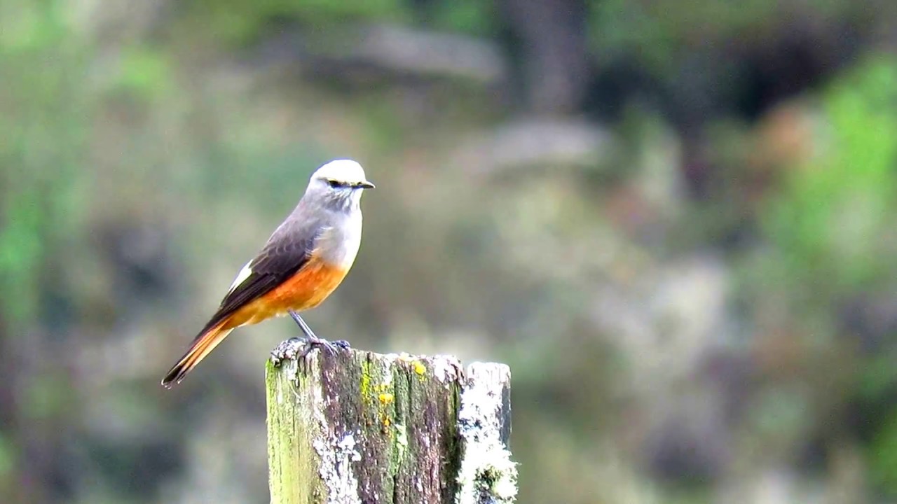 red-rumped bush tyrant, Cnemarchus erythropygius, Parque natural ...