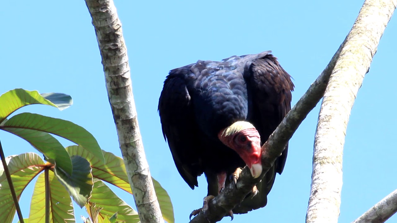 Gallinazo de cabeza roja (Cathartes aura) Turkey Vulture - YouTube