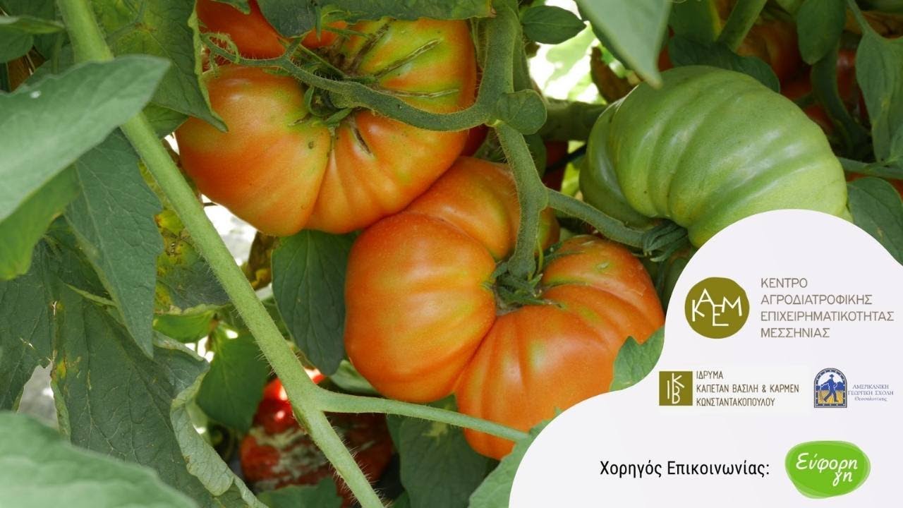 Υπάρχουν προοπτικές για την καλλιέργεια της χοντροκατσαρής τομάτας στο ...