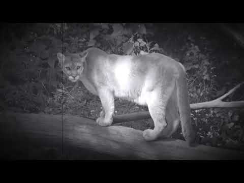 Mountain Lion in Atlanta Attacks Pitbull