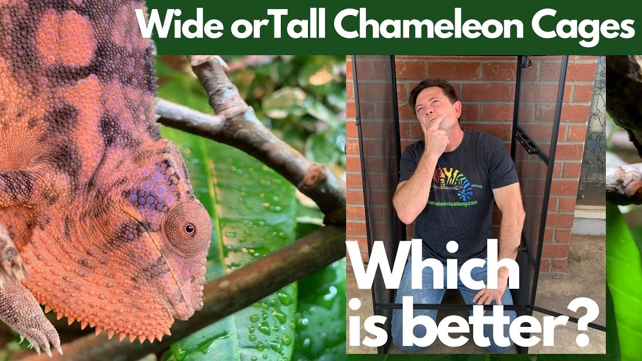 Wide vs Tall Chameleon Cages - Which is Better? - YouTube