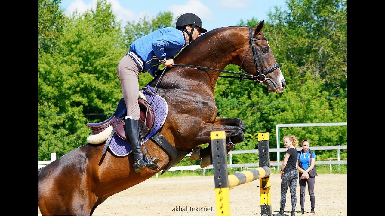 Akhal Teke Show Jumping