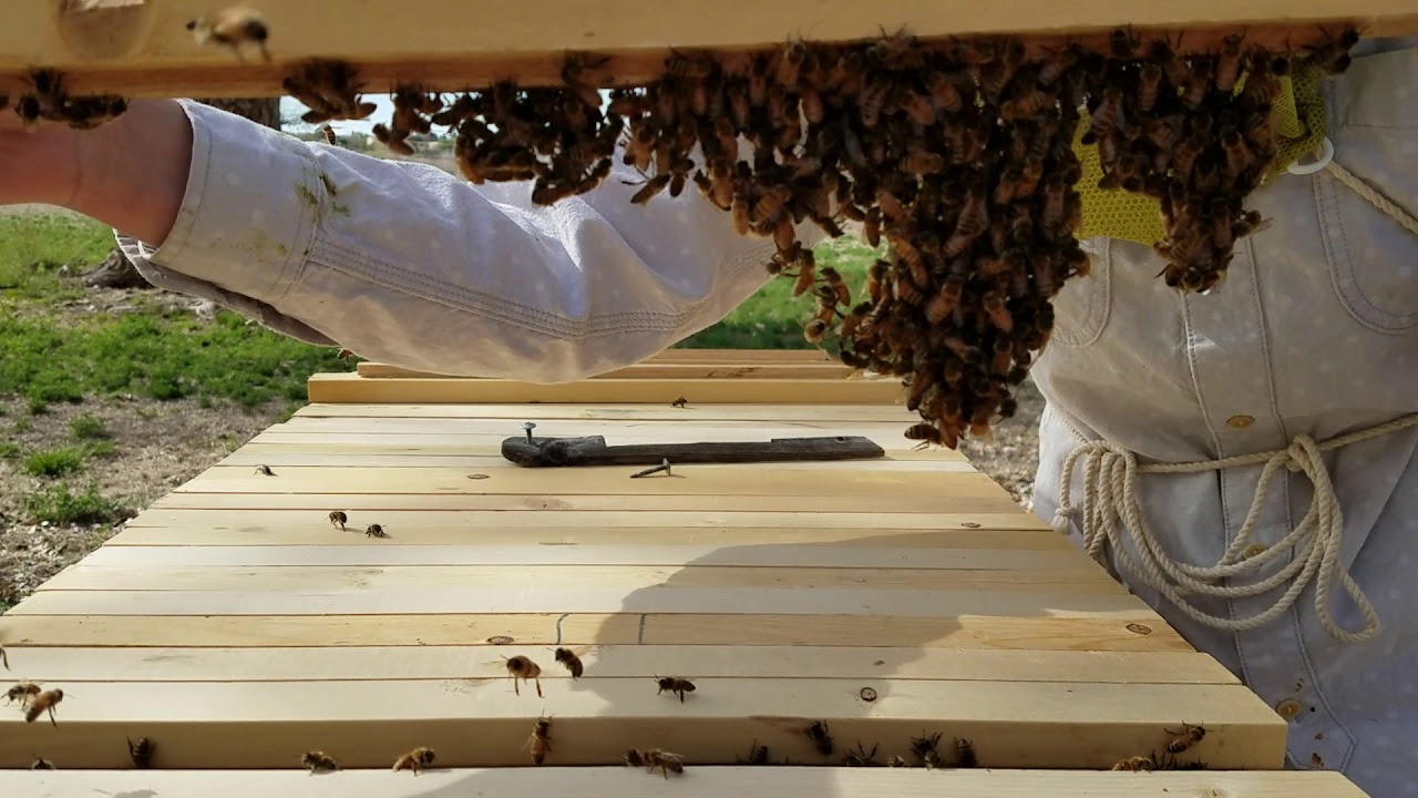 Bees Building New Comb After Shook Swarm - YouTube