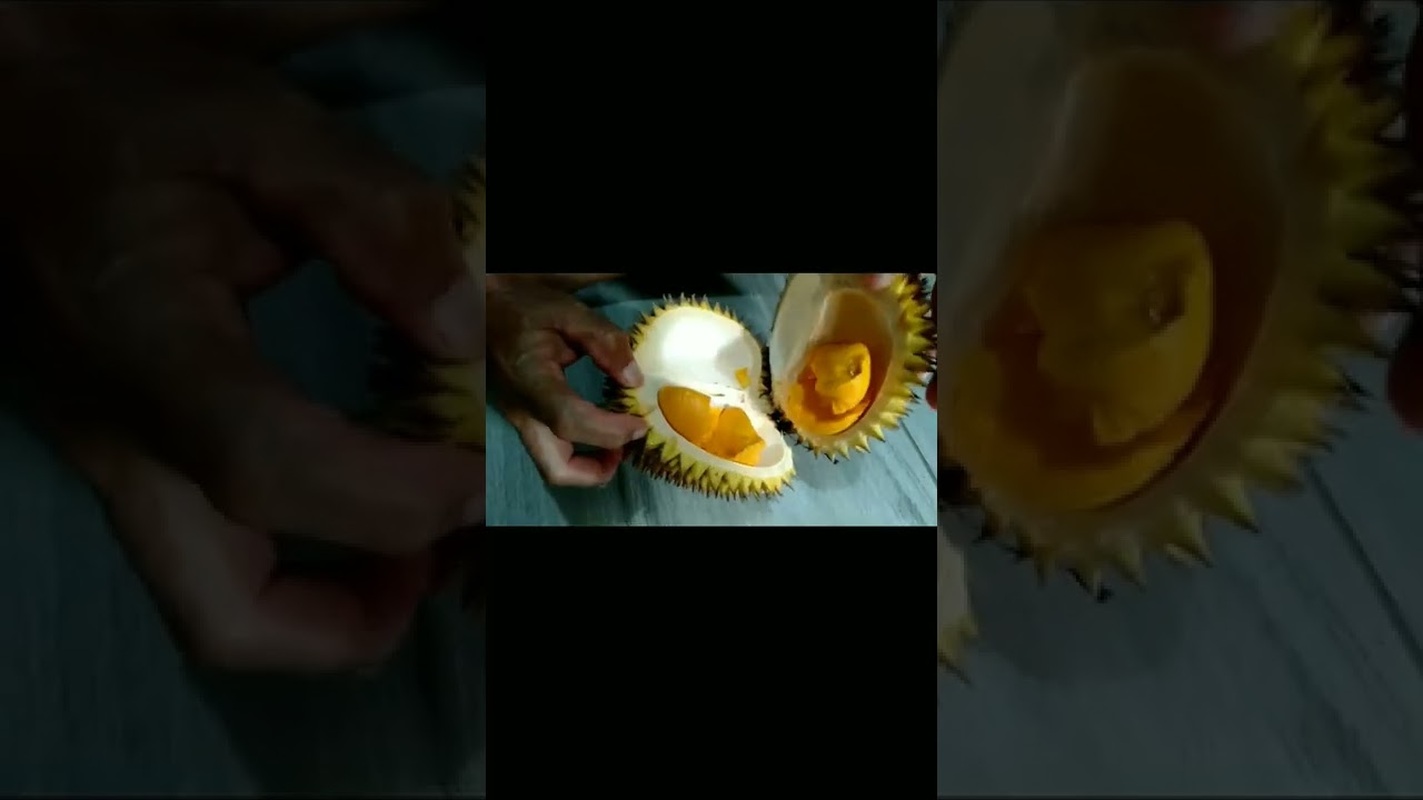 buah Elai buah dari Kalimantan #shorts# - YouTube