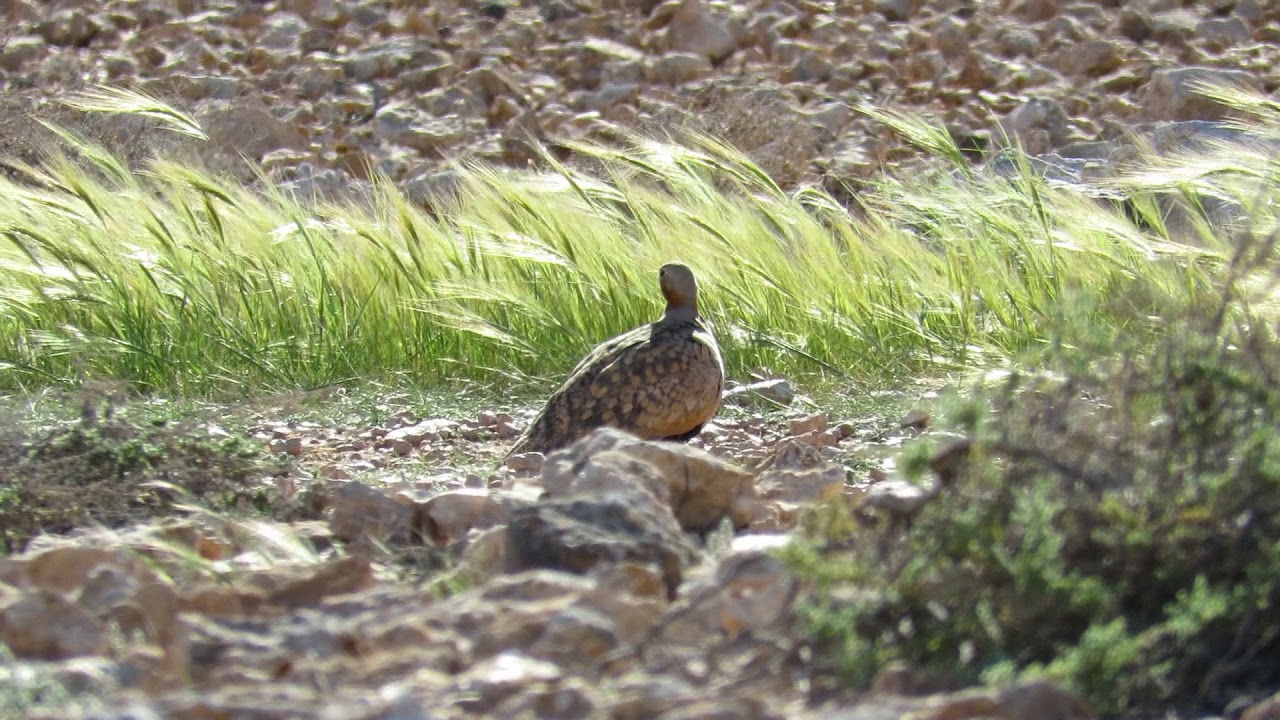 Black-bellied Sandgrouse, Tindaya Plain, Fuerteventura Dave Foot - YouTube