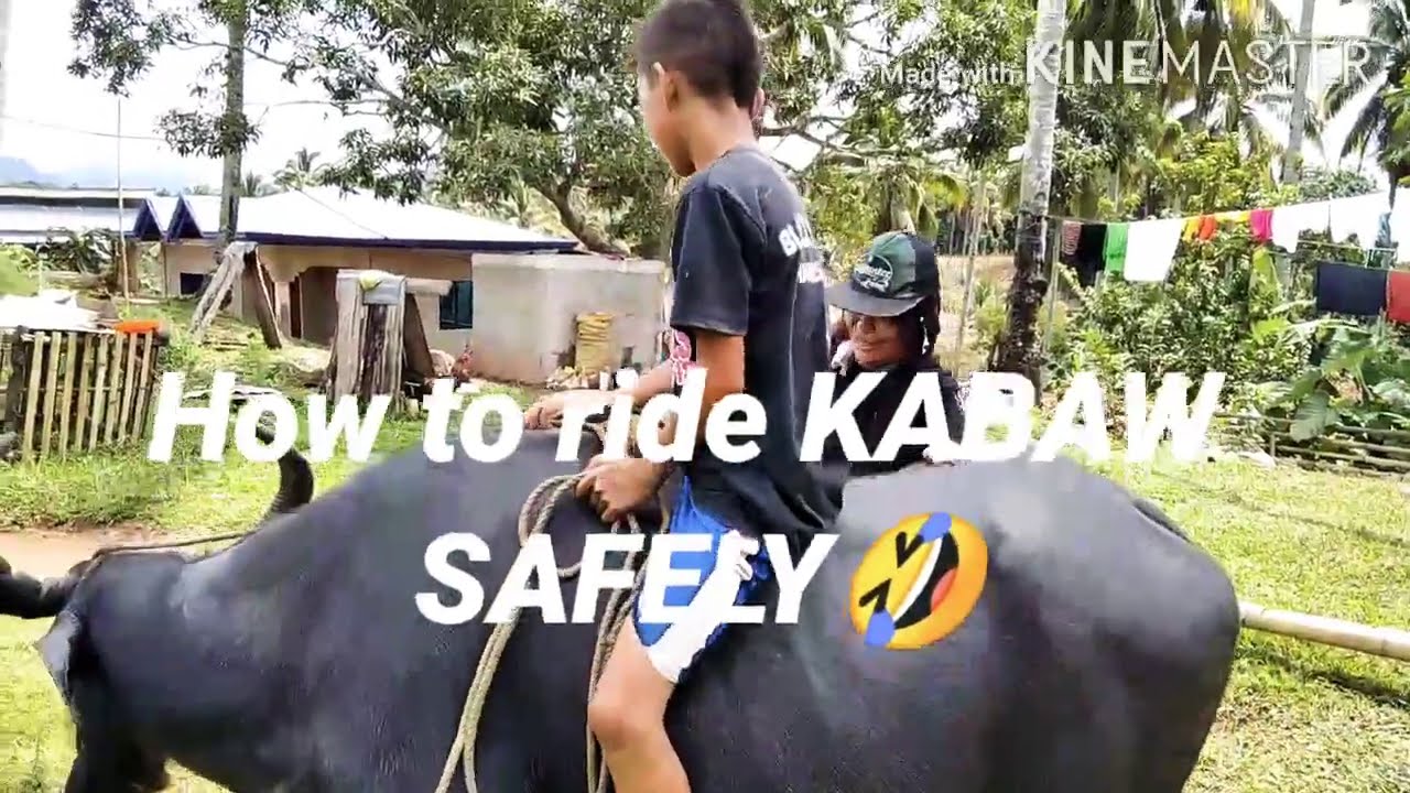 HOW TO RIDE CARABAO - YouTube