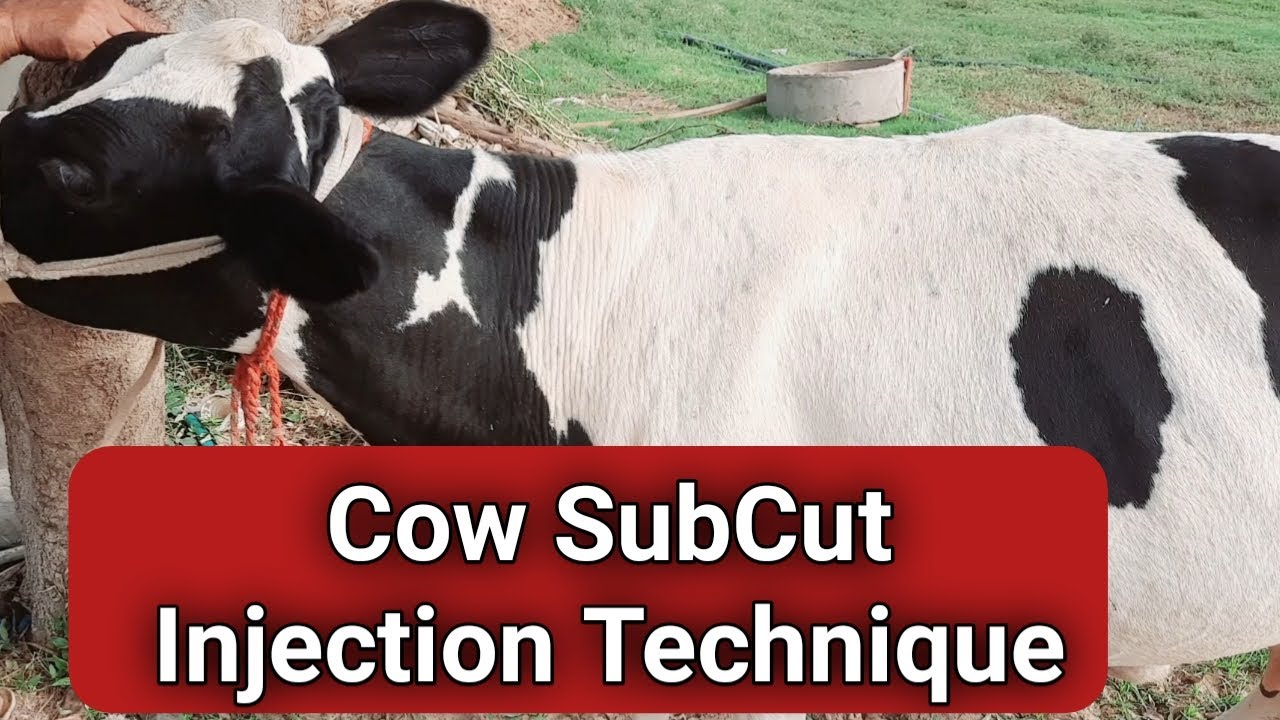 Cow ko SC injection kaise lagaye / subcut injection in cow Ramawat Vets ...