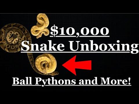 Exciting $10,000 Snake Unboxing! Sunset and Dreamsicle Project Ball ...