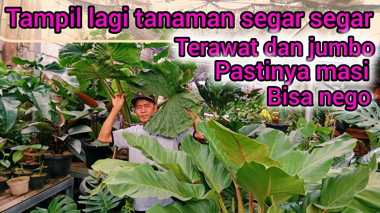 TAMPIL LAGI TANAMAN SEGAR SEGAR ⁉️TERAWAT DAN JUMBO,PASTINYA MASI BISA ...