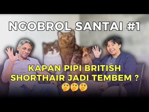 KAPAN PIPI KUCING BRITISH SHORTHAIR JADI TEMBEM ❓ | NGOBROL SANTAI #1
