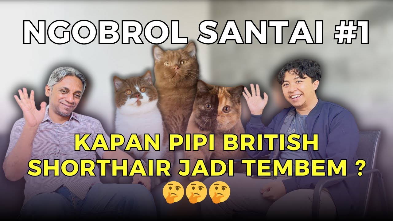 KAPAN PIPI KUCING BRITISH SHORTHAIR JADI TEMBEM | NGOBROL SANTAI #1 ...