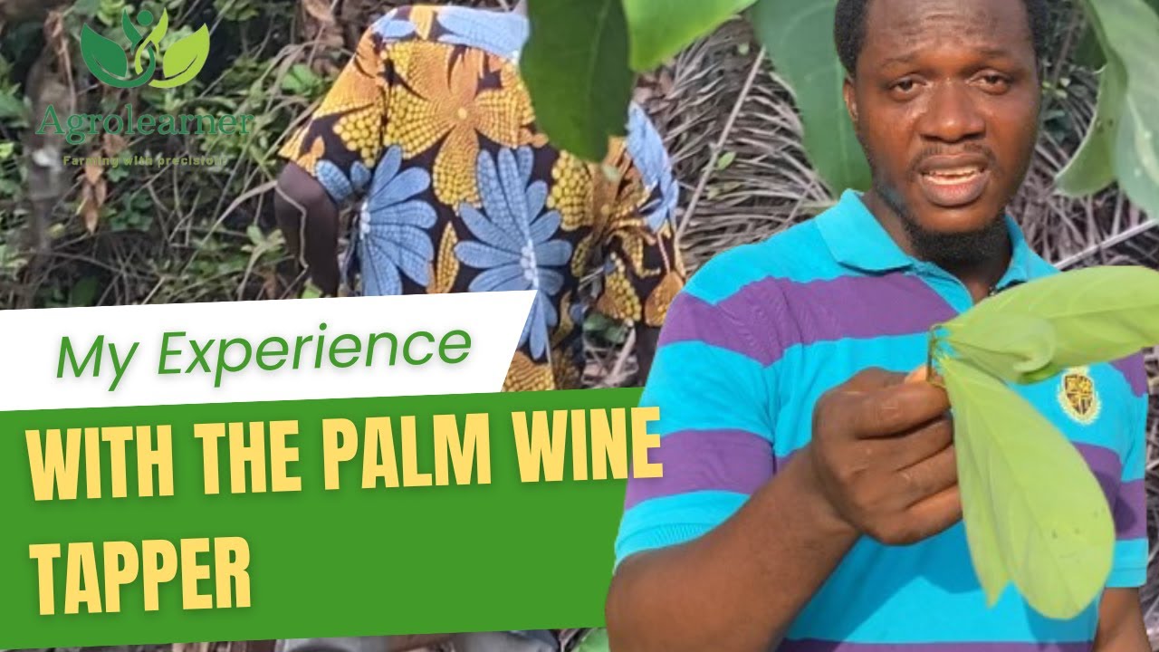 My experience with the Palm wine Tapper 😩 - YouTube