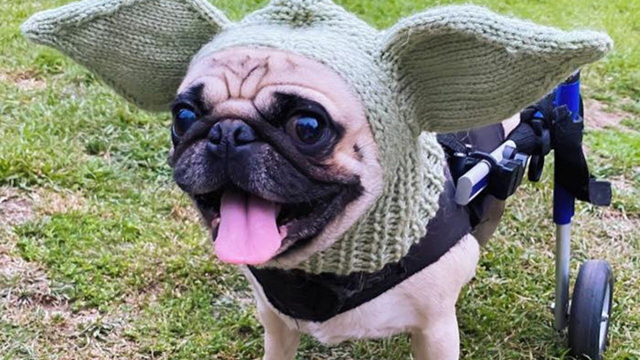 Rescue Little Pug was Abused Caused He Drags His Hind Legs To Move ...