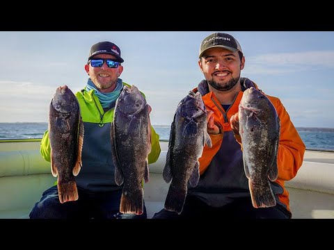 Fall Tautog (Blackfish) Fishing in Connecticut - YouTube
