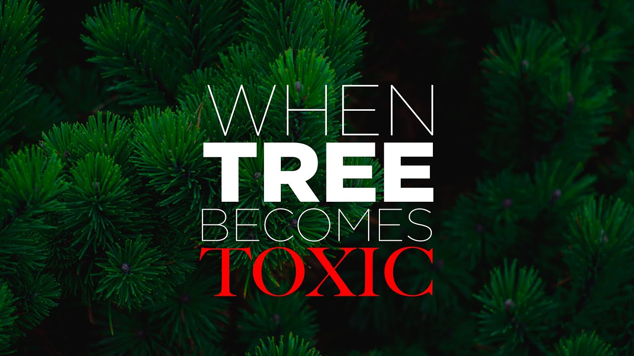 When Tree Becomes Toxic - YouTube