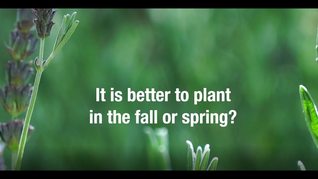 Is it Better to Plant in the Fall or Spring? - YouTube