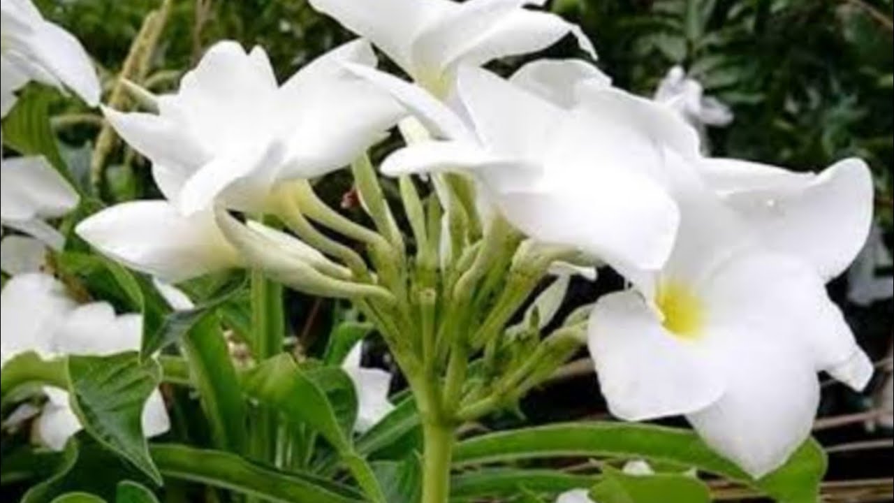 Nag Champa Plant Care | Hard Pruning & Repotting - YouTube