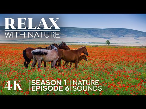 Breathtaking Scenery of the World's Best Locations with Authentic Sounds - 4K Relax With Nature - #6