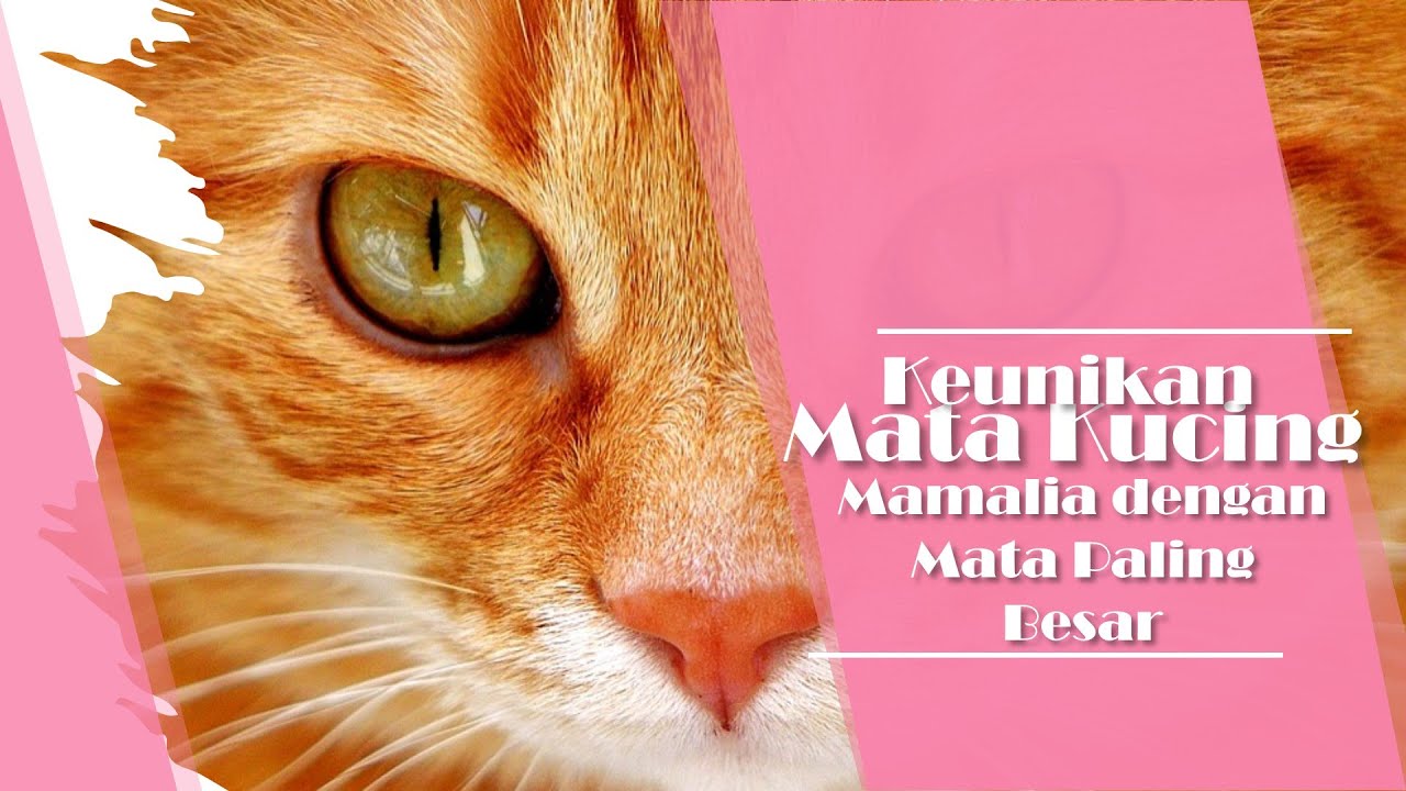 Keunikan Mata Kucing: Mamalia dengan Mata Paling Besar - YouTube