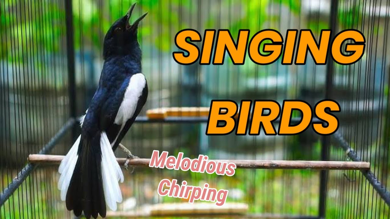 Magpie Robin || variations of loud gunshots - YouTube