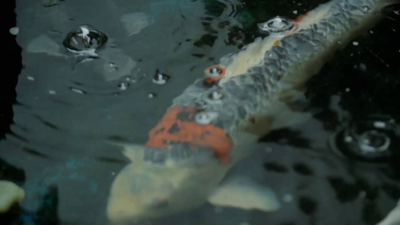 fps200 slow motion koi fish - YouTube