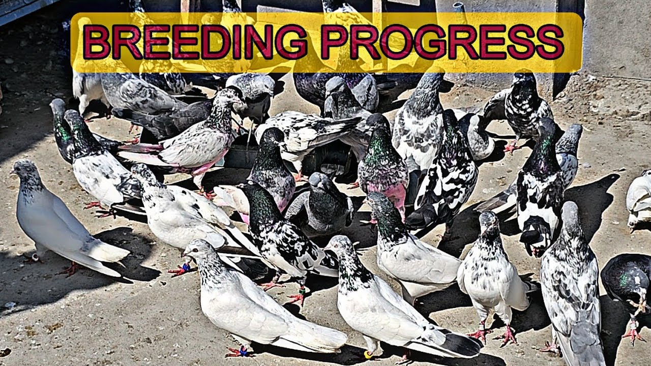 Breeding Progress Of My Loft - YouTube