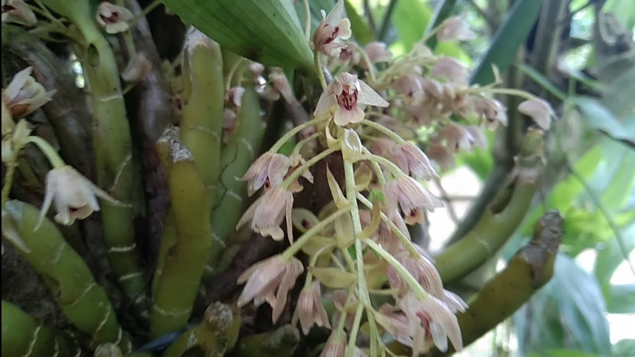 ANGGREK CANTIK ERIA CLAVATA - YouTube