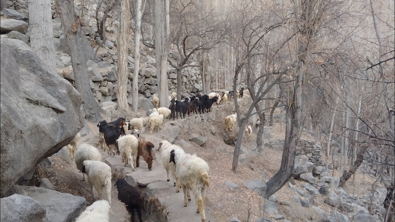 WINTER MORNING ROUTINE OF A GOAT HERDER IN NORTHERN PAKISTAN - YouTube