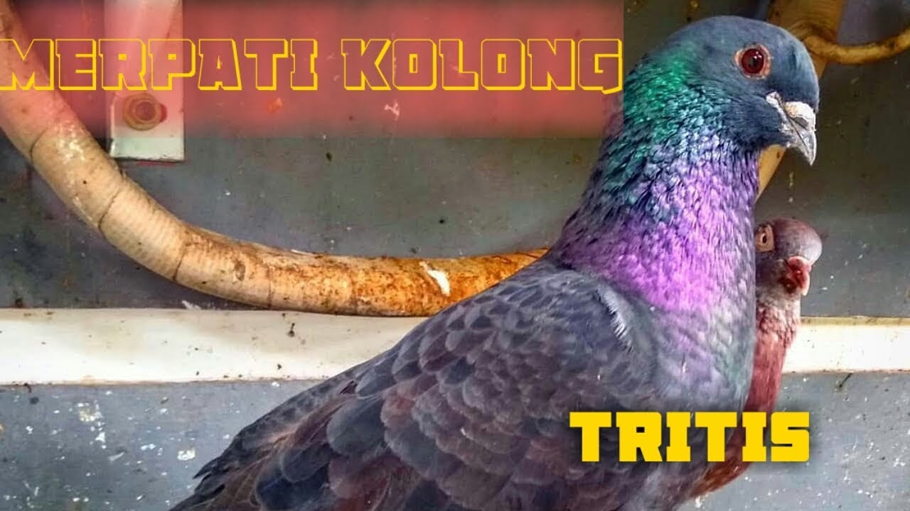 Menggambar merpati kolongan warna tritis by art didas - YouTube