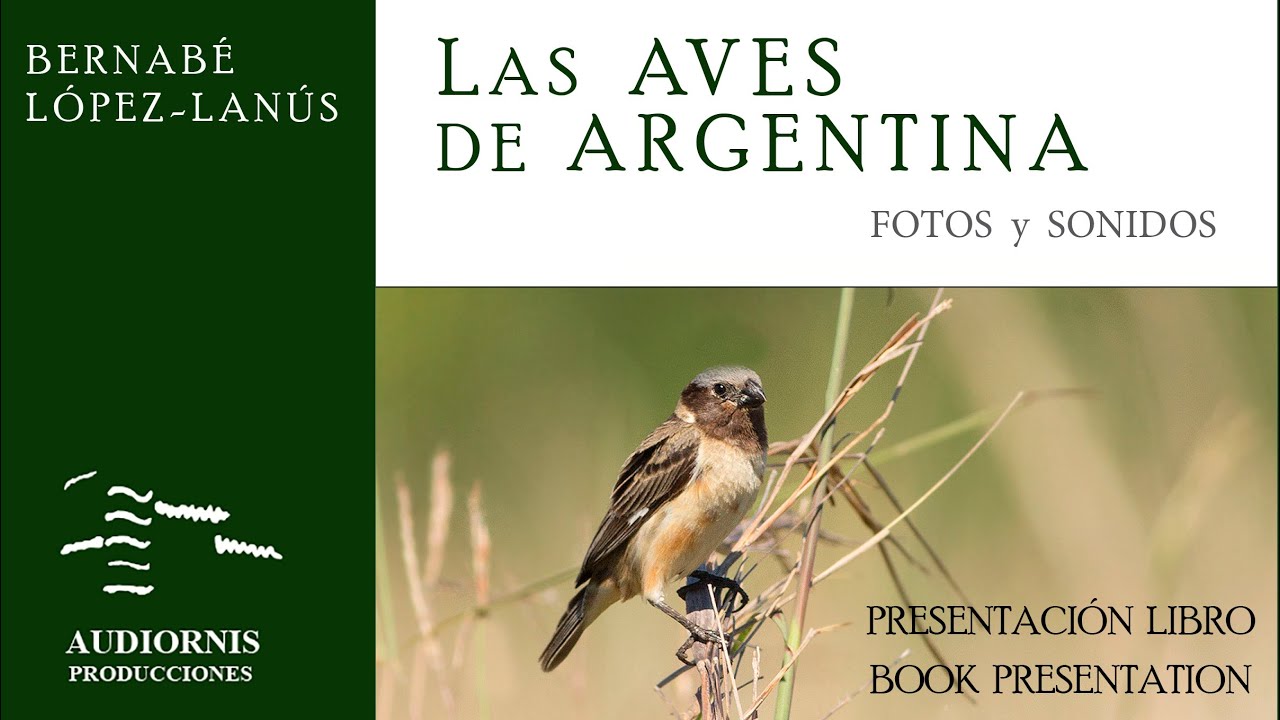 Guía Audiornis Las Aves de Argentina Bernabe Lopez Lanus Sporophila ...