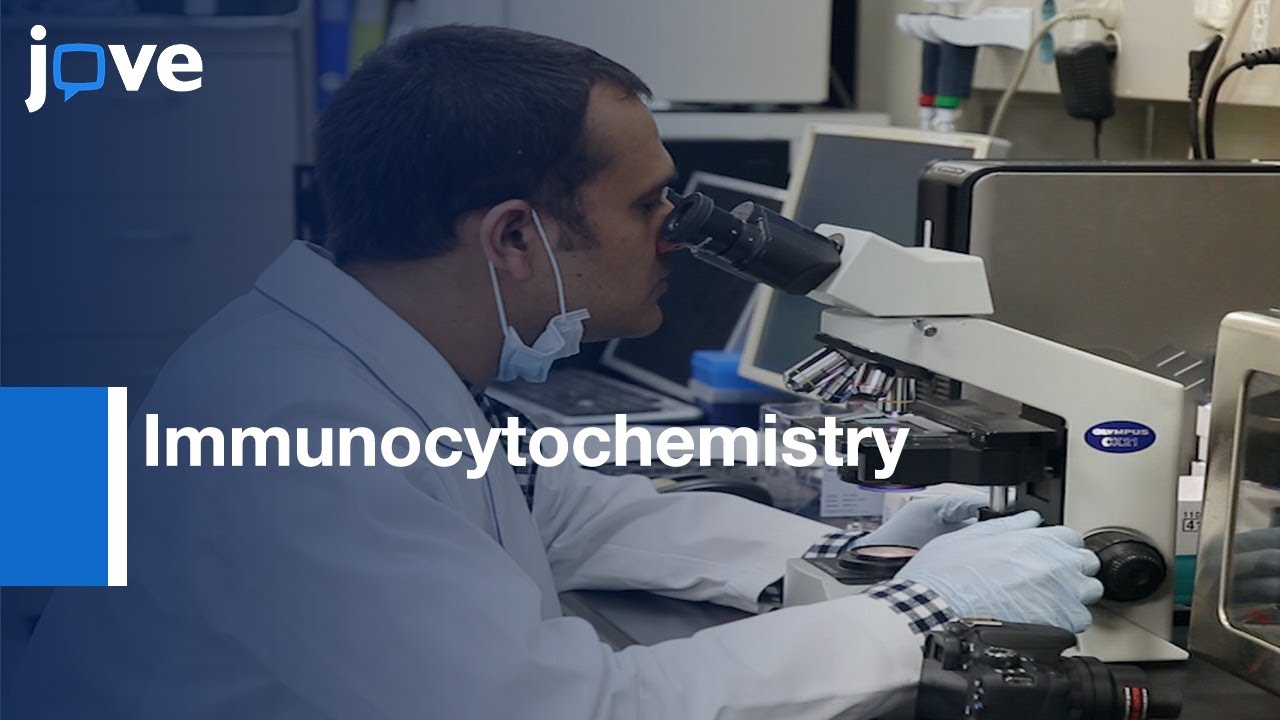 Immunocytochemistry to determine Protein Expression level in Cells | Protocol Preview - YouTube