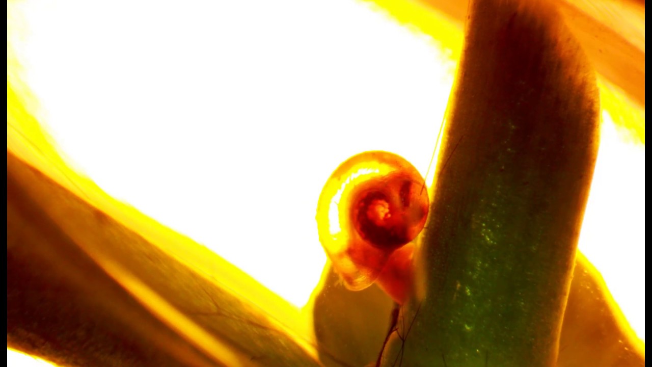 snail - YouTube