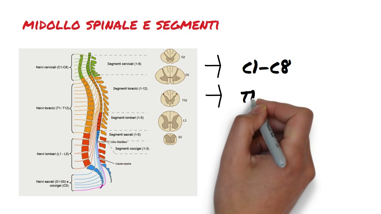 4. Il midollo spinale 2 parte - YouTube