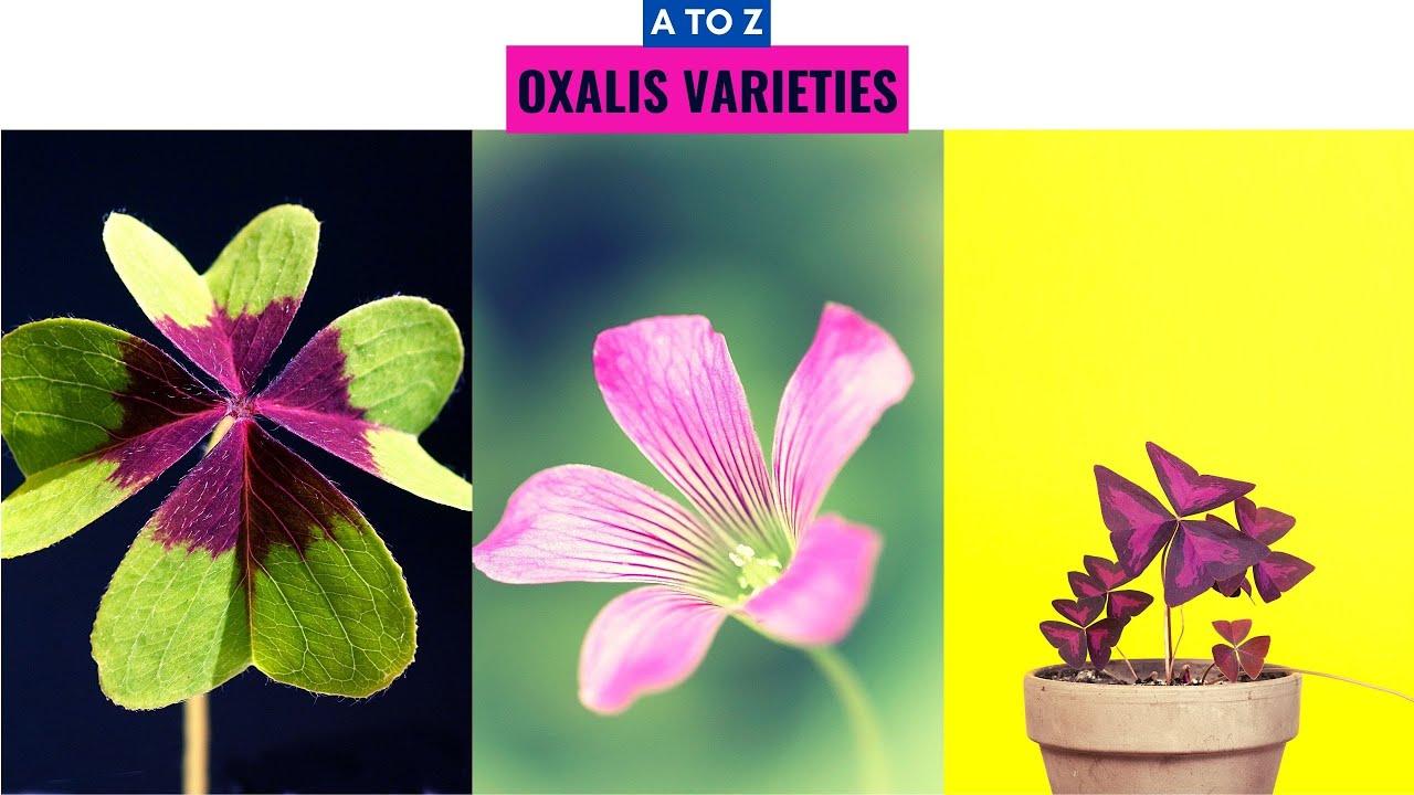 Oxalis Varieties A to Z - YouTube