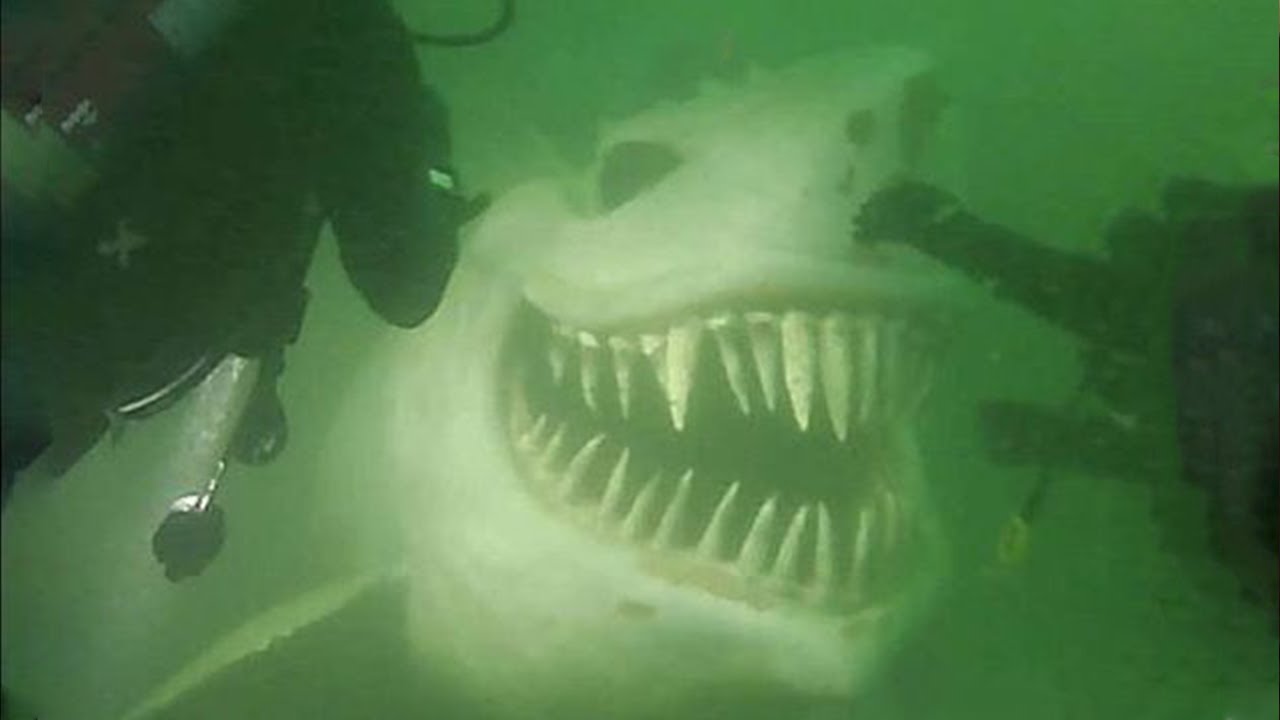 Unsettling Ocean Discoveries That Left Scientists Confused - YouTube