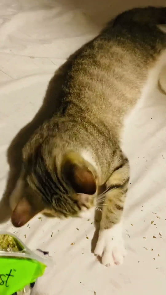 Cat tries catnip for the first time 🤣 - YouTube
