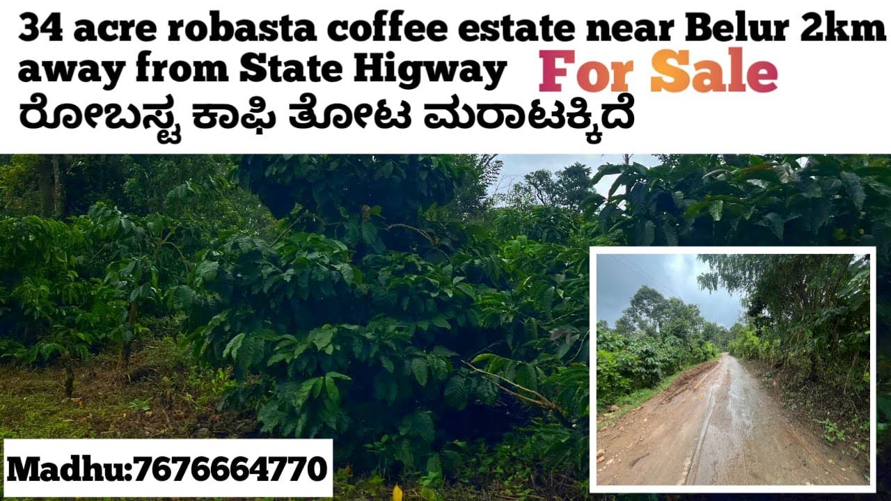 (#55) 34 acre robasta coffee estate for sale near Belur taluk ☎ ...