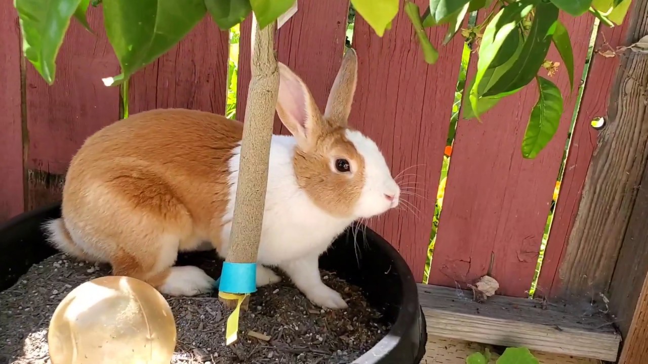 bunny loves to play! bunny has fun! - YouTube
