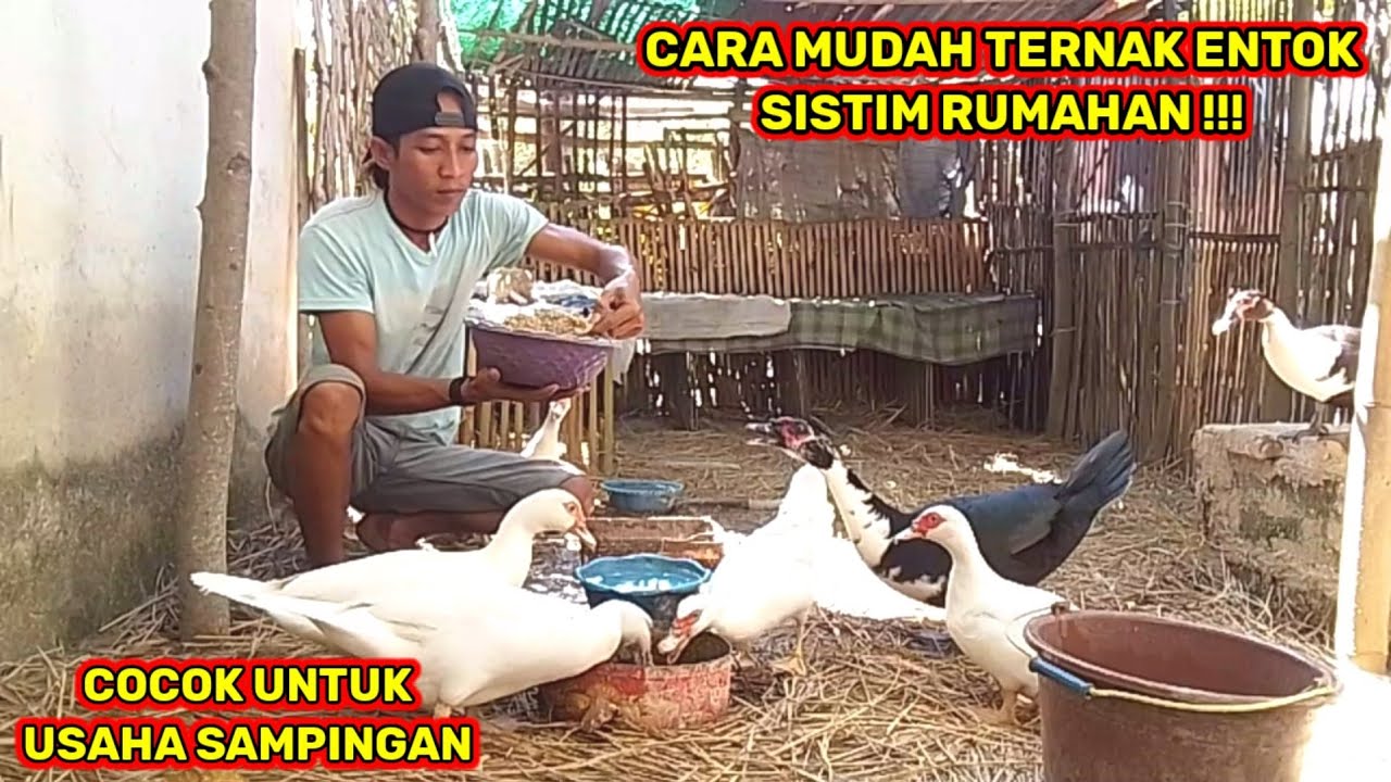TERNAK ENTOK MEMANG MENGGIURKAN !! USAHA YANG MENGUNTUNGKAN - YouTube