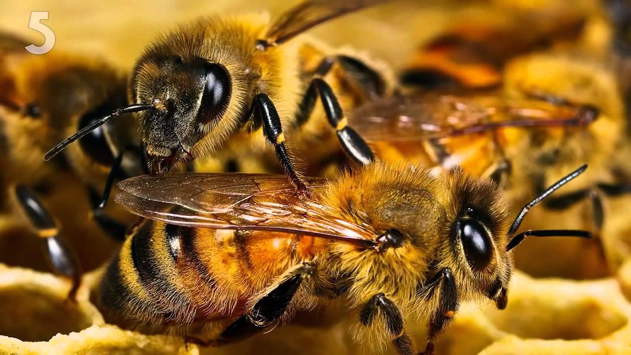 Топ 10 самых опасных насекомых - YouTube