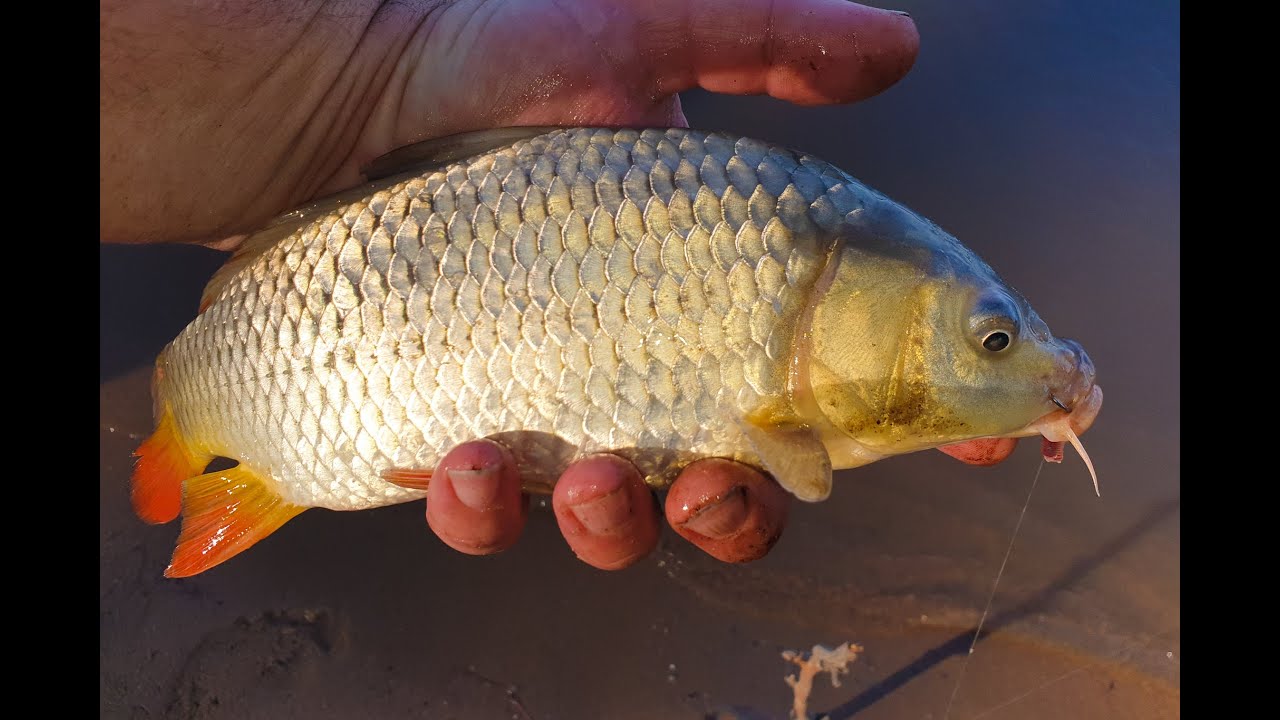 catch and release carp fishing - YouTube