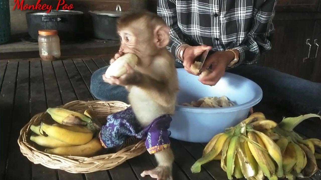 Oh! Lovely Baby Poo| Monkey wants to help aunt make banana dessert, Poo ...