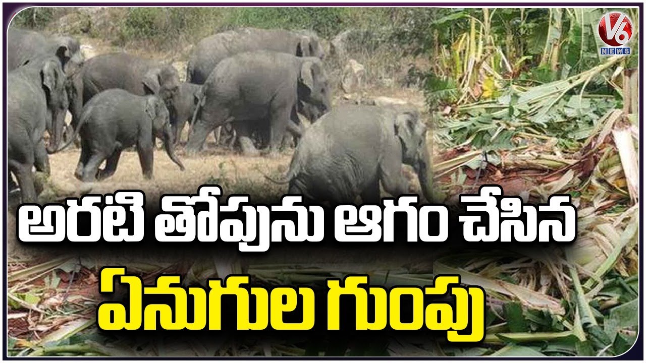 Group Of Elephants Damage Crops In Chittoor District | AP | V6 News ...