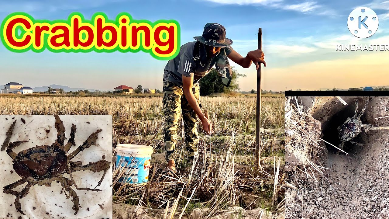 Crab digging at field🦀 #vearllsrea - YouTube