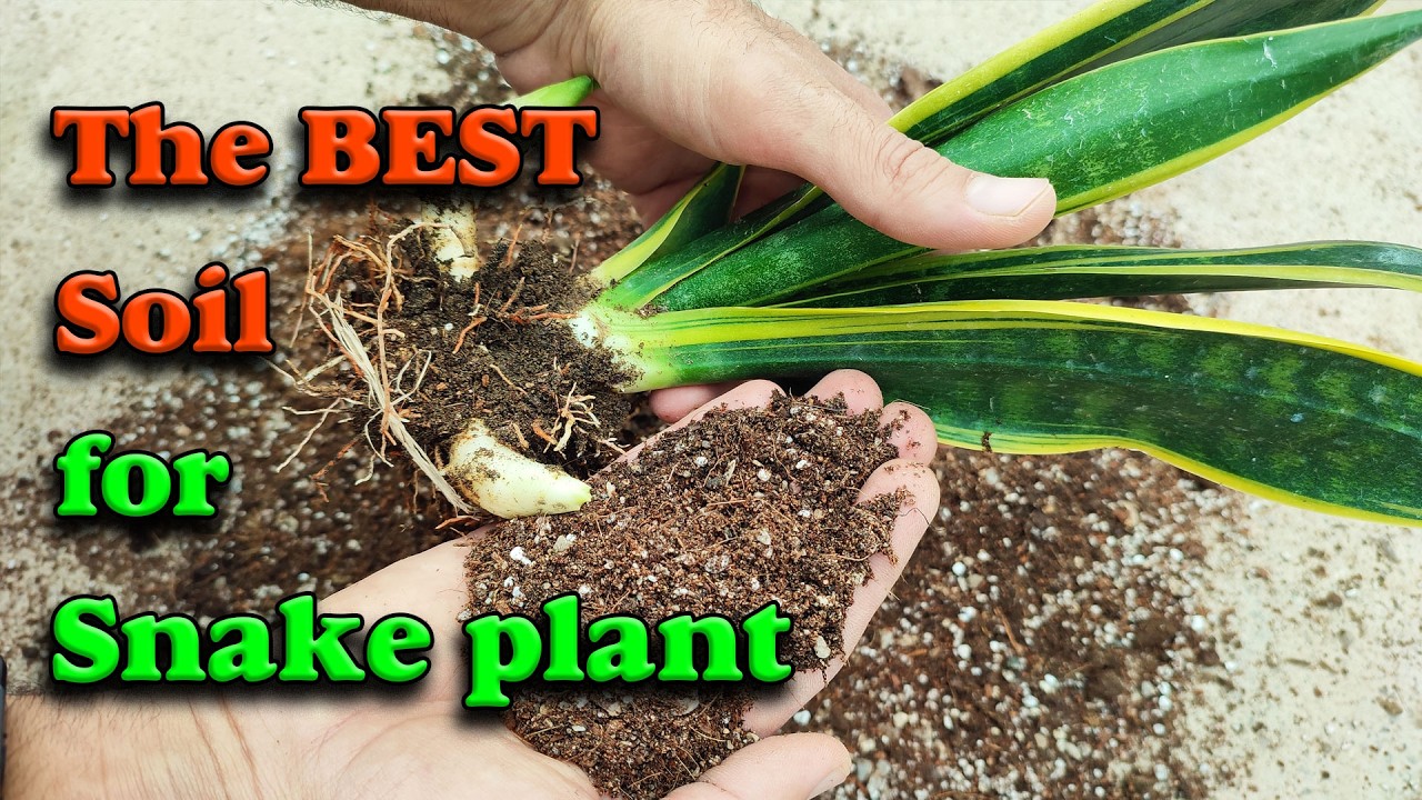 Snake plant soil mix recipe | How to make snake plant soil at home ...